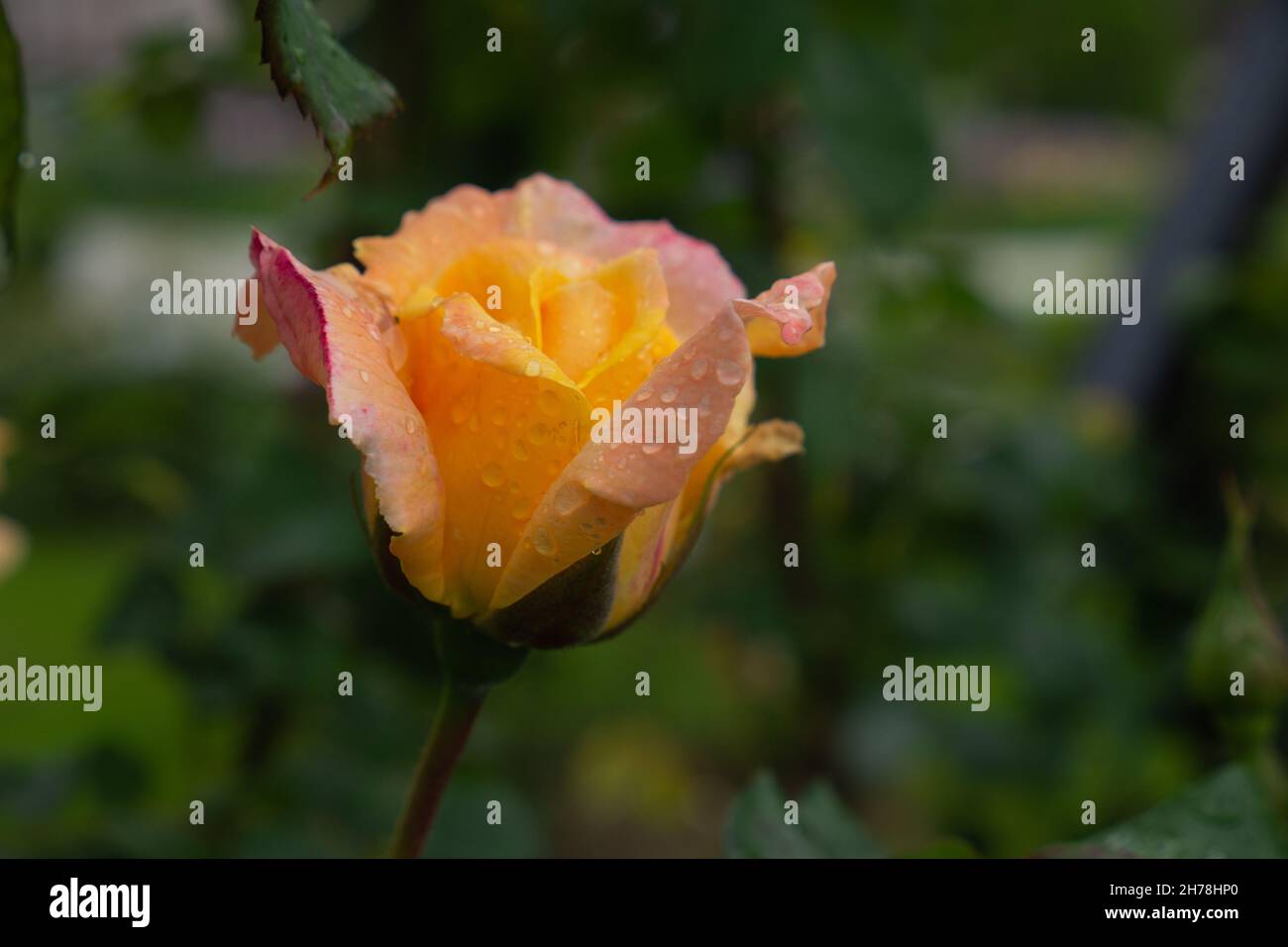 Peach rose green leaves hi-res stock photography and images - Alamy
