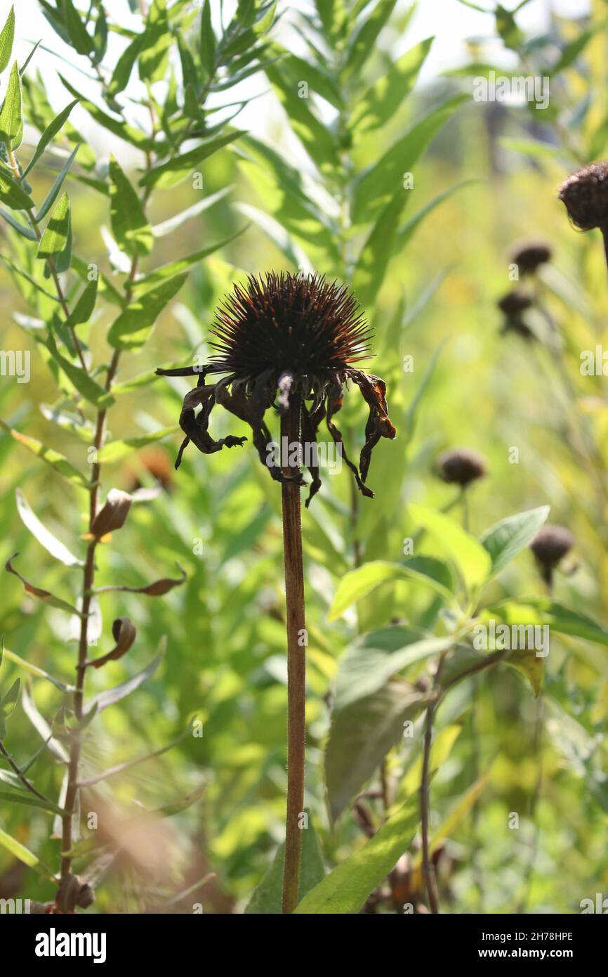 Beautiful withering wildflower plants growing in profile in the sunny ...