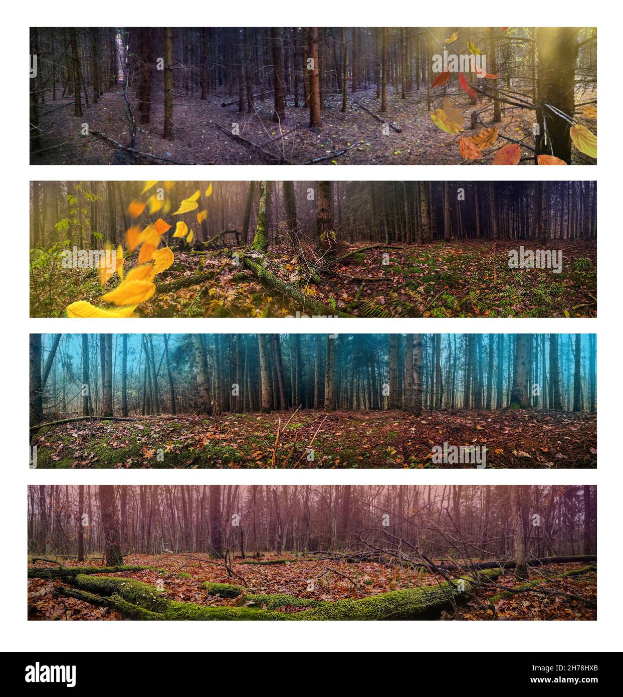 Autumn leaves falling to the ground in paranormal stranger autumn ...