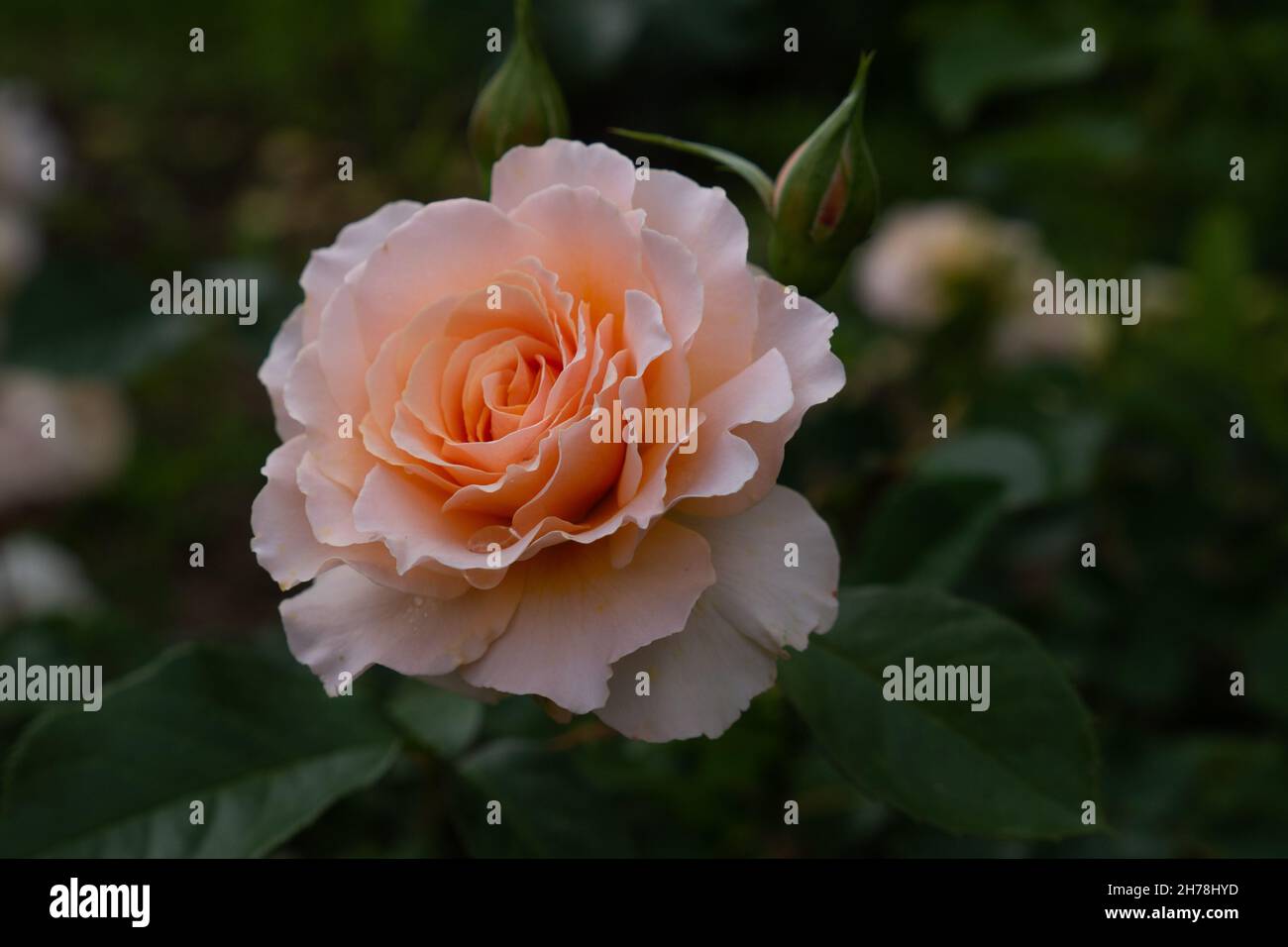 Rose calendar hi-res stock photography and images - Alamy