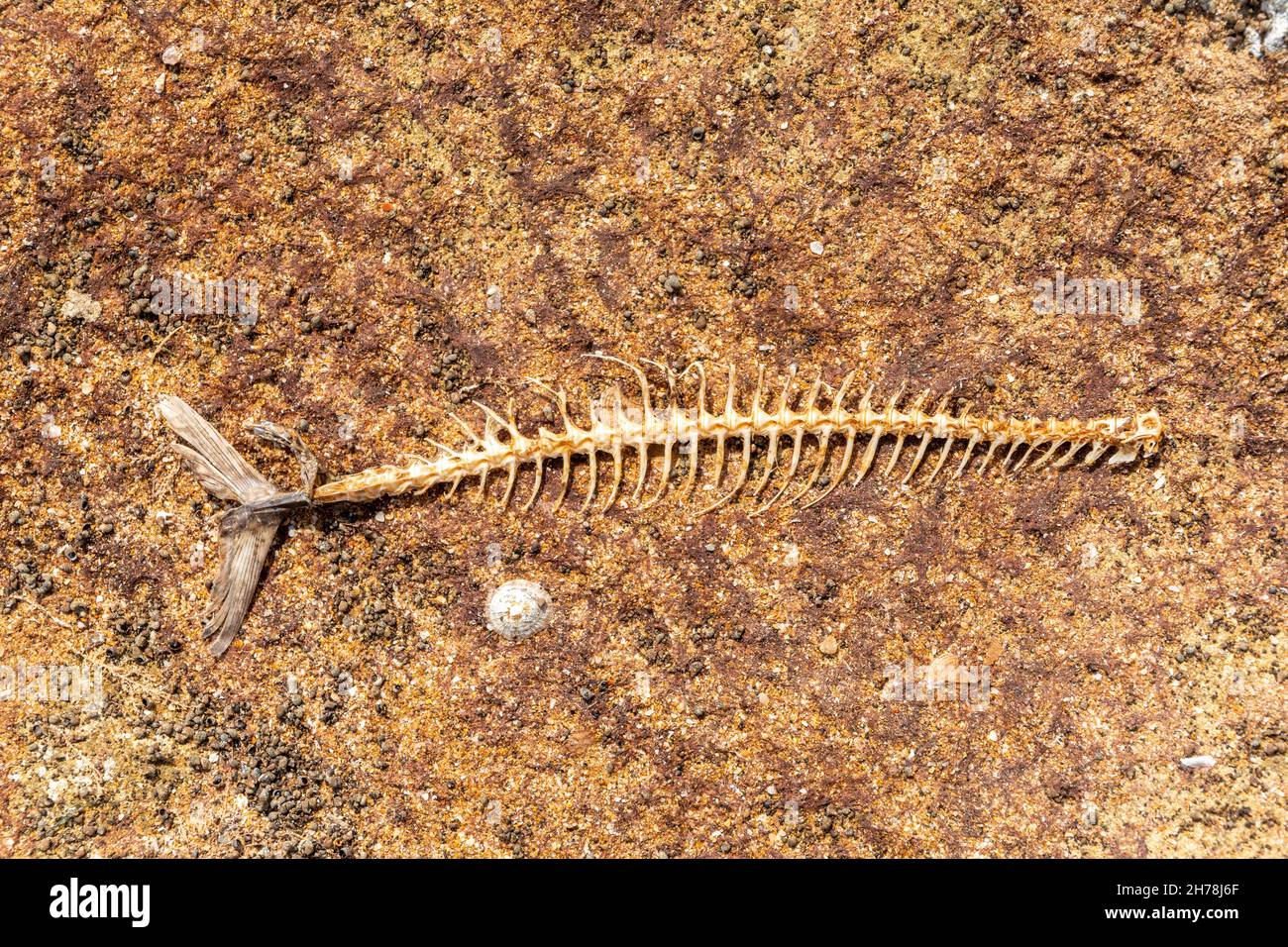 Fish bones or skeleton on the beach with mall shells around it Stock ...