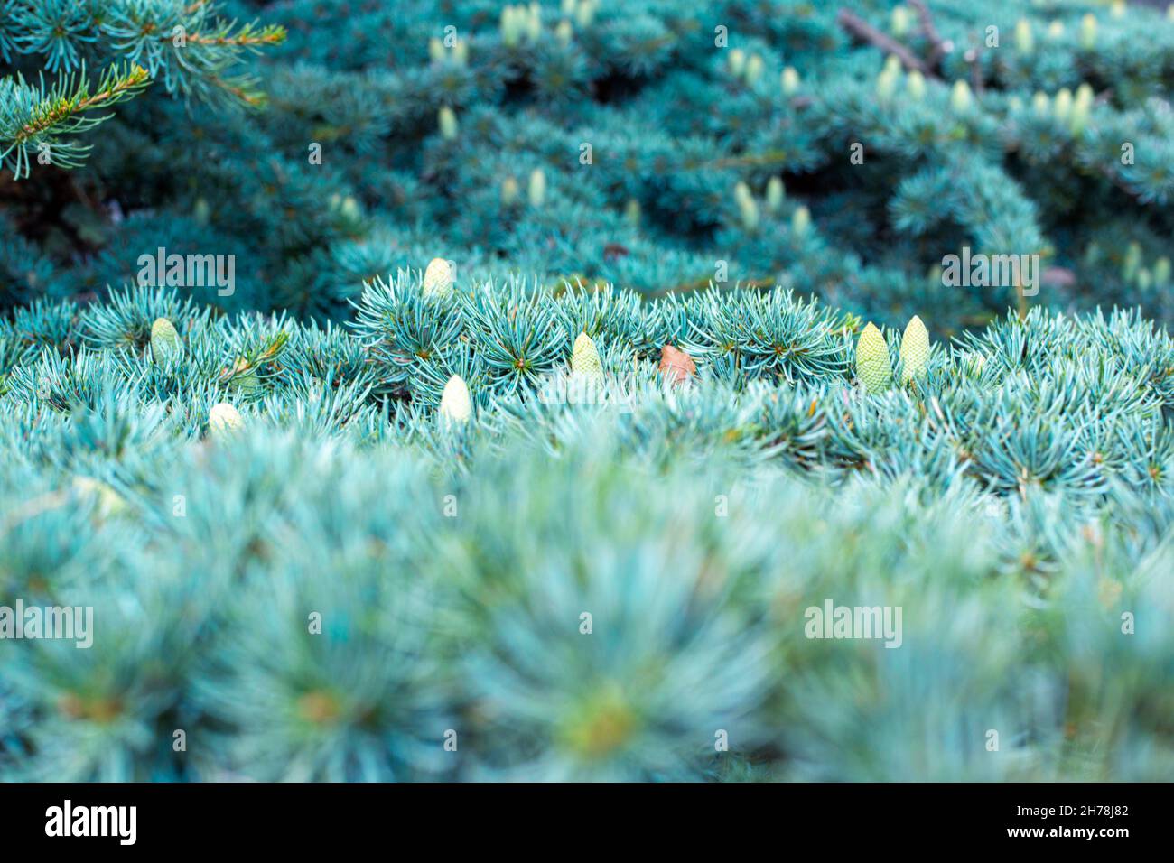 bright green spruce background with cones, blurred focus Stock Photo ...