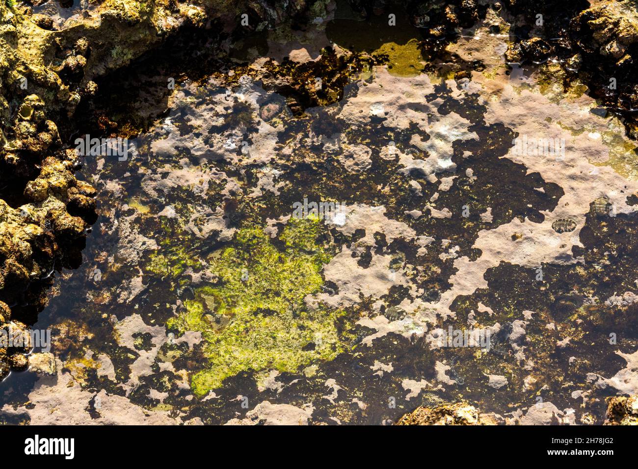 View of Chitons shell and Oyster fossil at the rocky shore or rockpool ...
