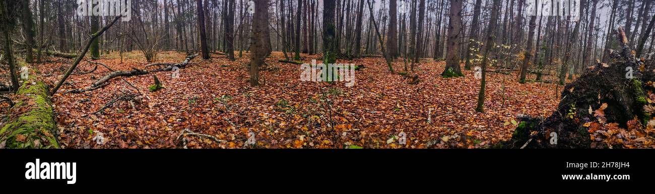 Spooky autumn forest wide horizontal format banner. Web header template ...