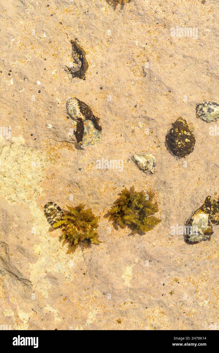 View of Chitons shell and Oyster fossil at the rocky shore or rockpool ...