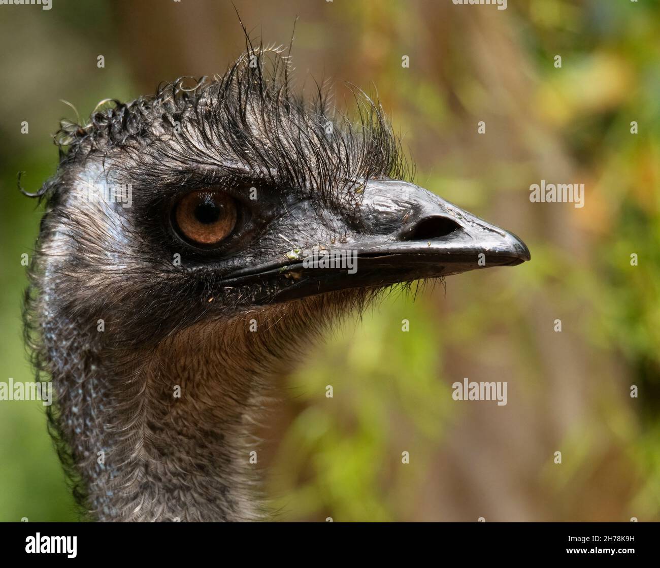 Emu beaks hi-res stock photography and images - Alamy