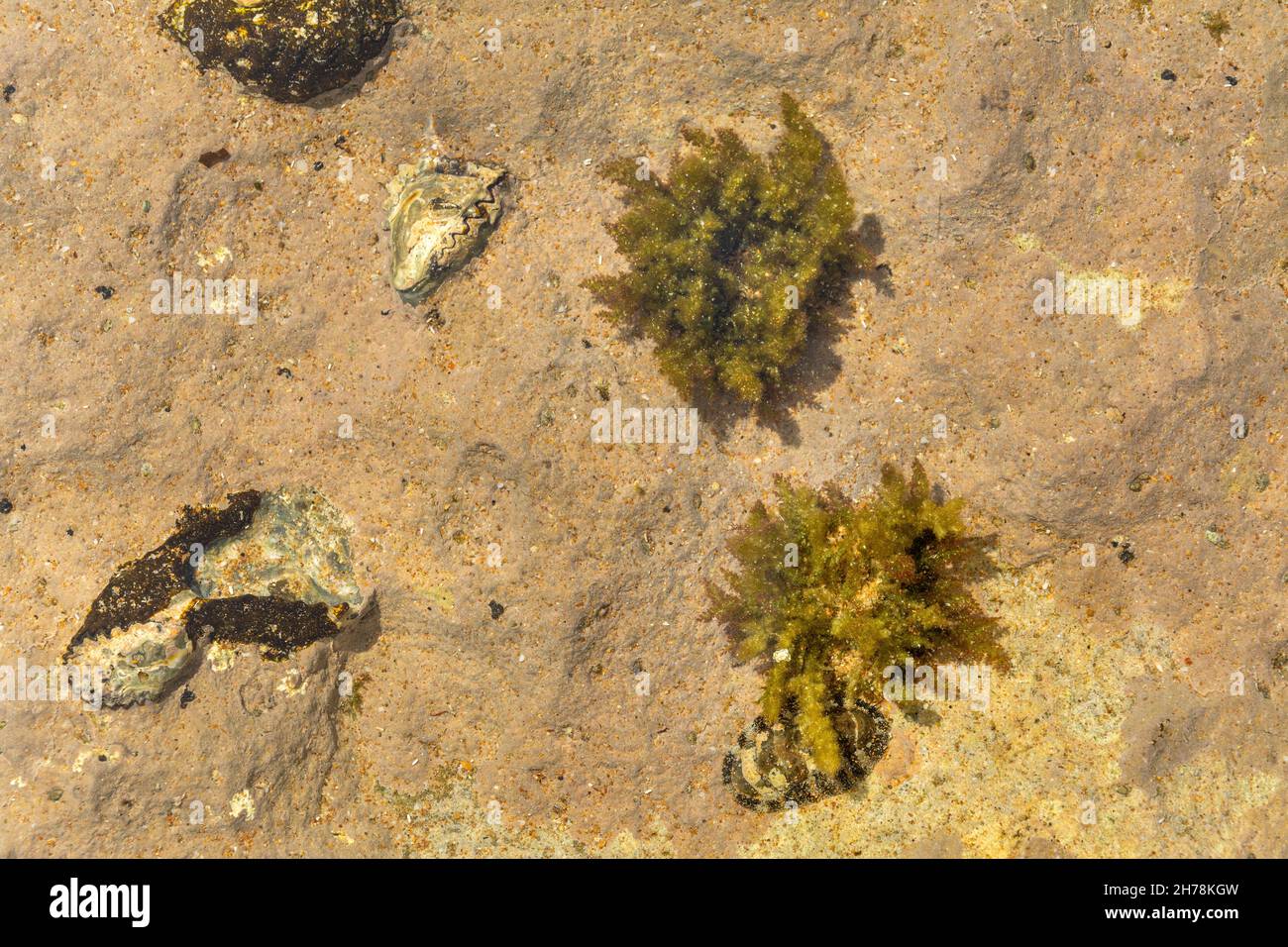 View of Chitons shell and Oyster fossil at the rocky shore or rockpool ...