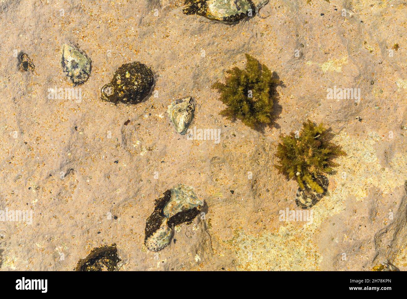 View of Chitons shell and Oyster fossil at the rocky shore or rockpool ...