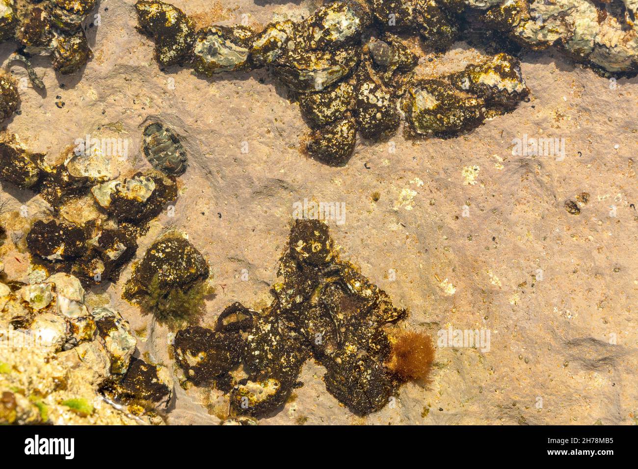 Coat of mail shells hi-res stock photography and images - Alamy