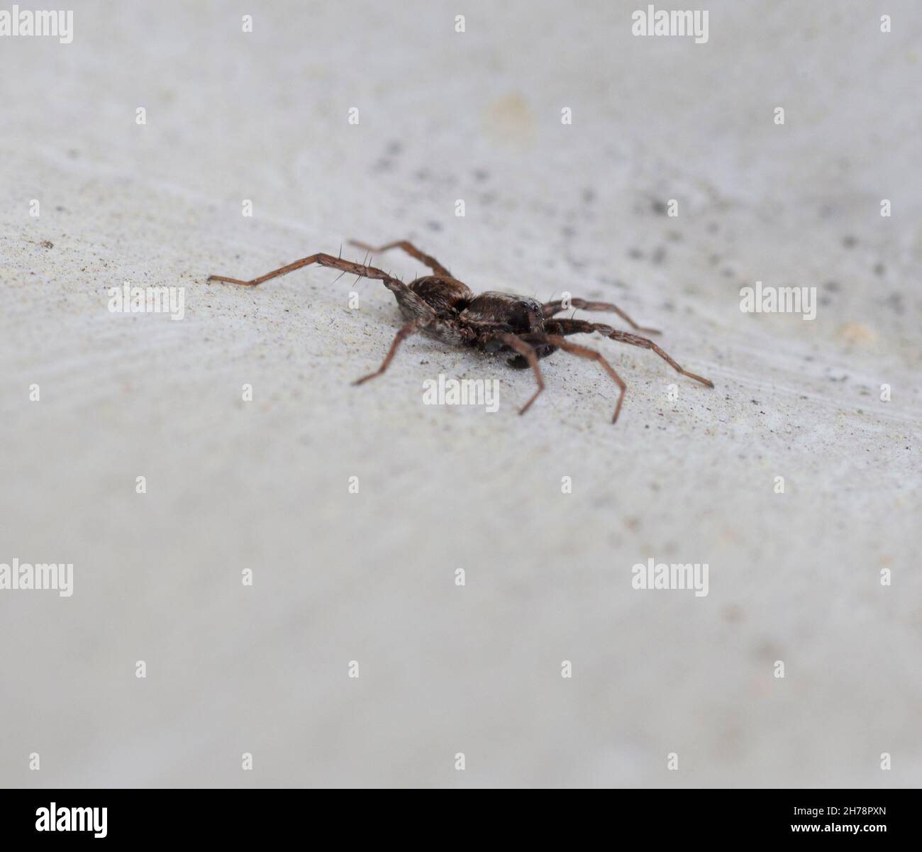 WOLF SPIDER Lycosidae Stock Photo - Alamy
