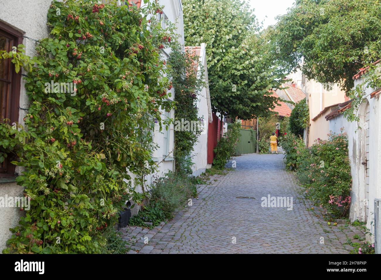 VISBY GOTLAND alley with old houses in the medieval townon the island ...