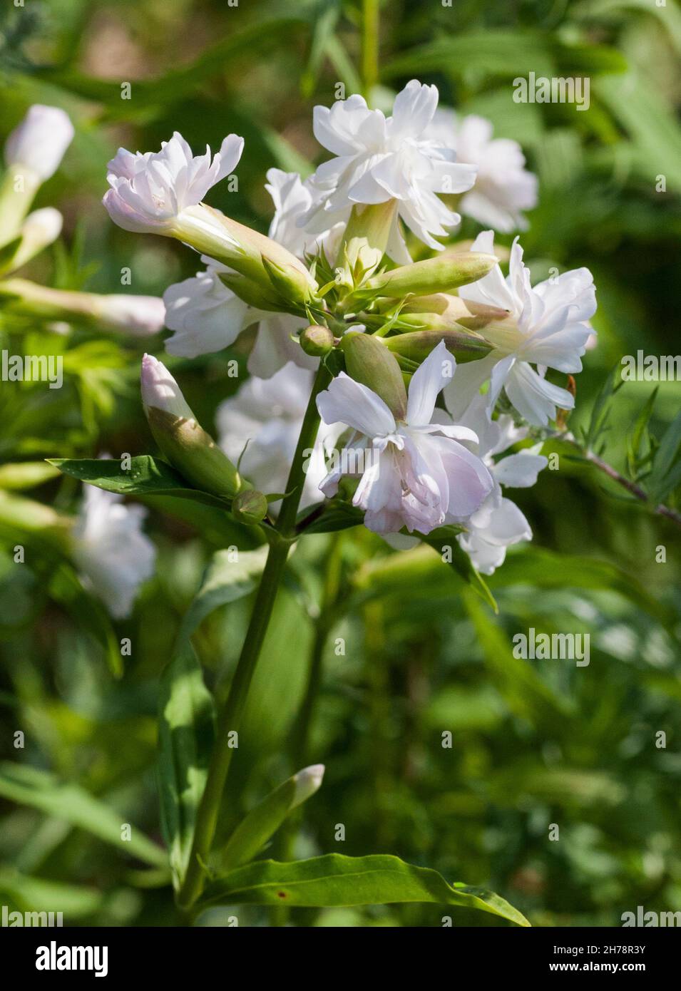 SAPONARIA OFFICINALIS common soapwort Stock Photo - Alamy