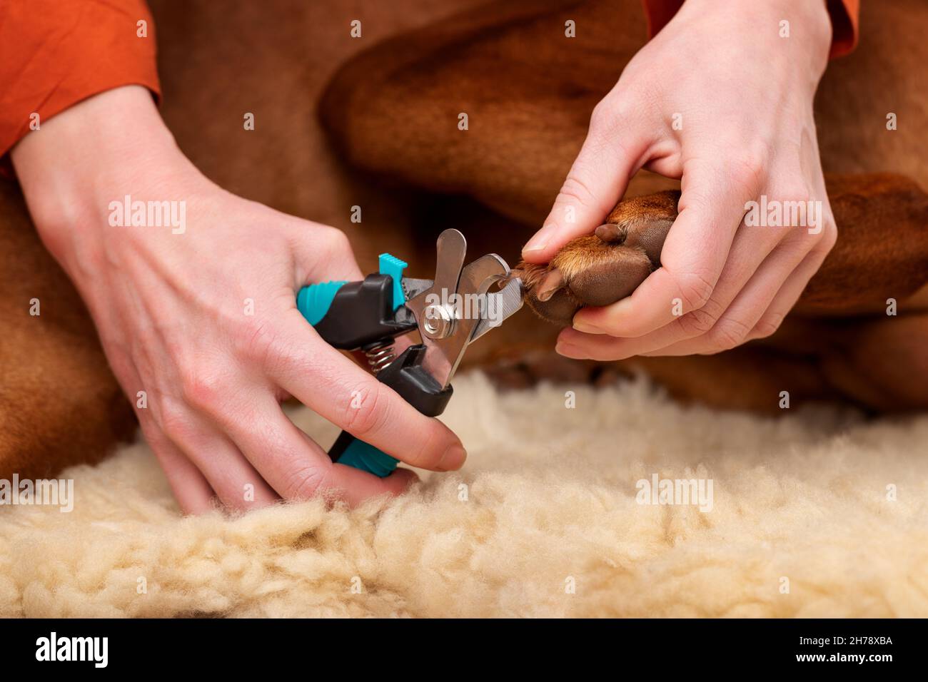 Dog nail clipping. Woman using nail clippers to shorten dogs nails. Pet ...