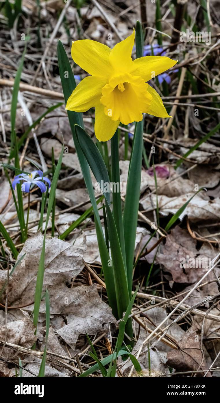 Yellow daffodil growing in a springtime garden in Taylors Falls ...