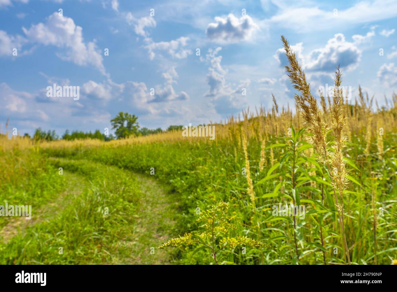 Summer landscape with green grass, road and clouds Stock Photo - Alamy