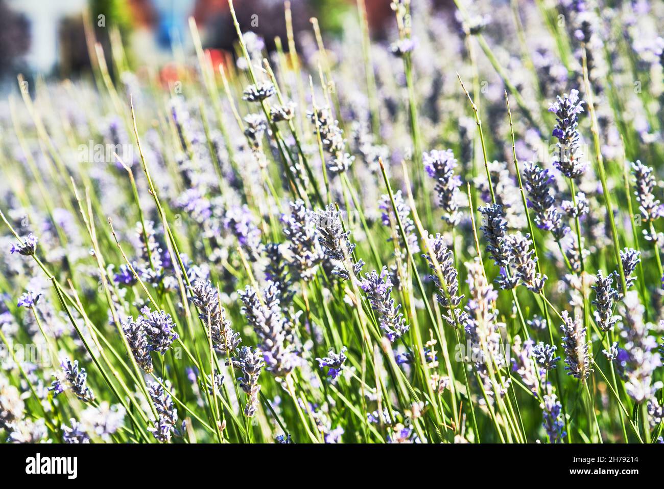 Beautiful lavender plant closeup image Stock Photo - Alamy