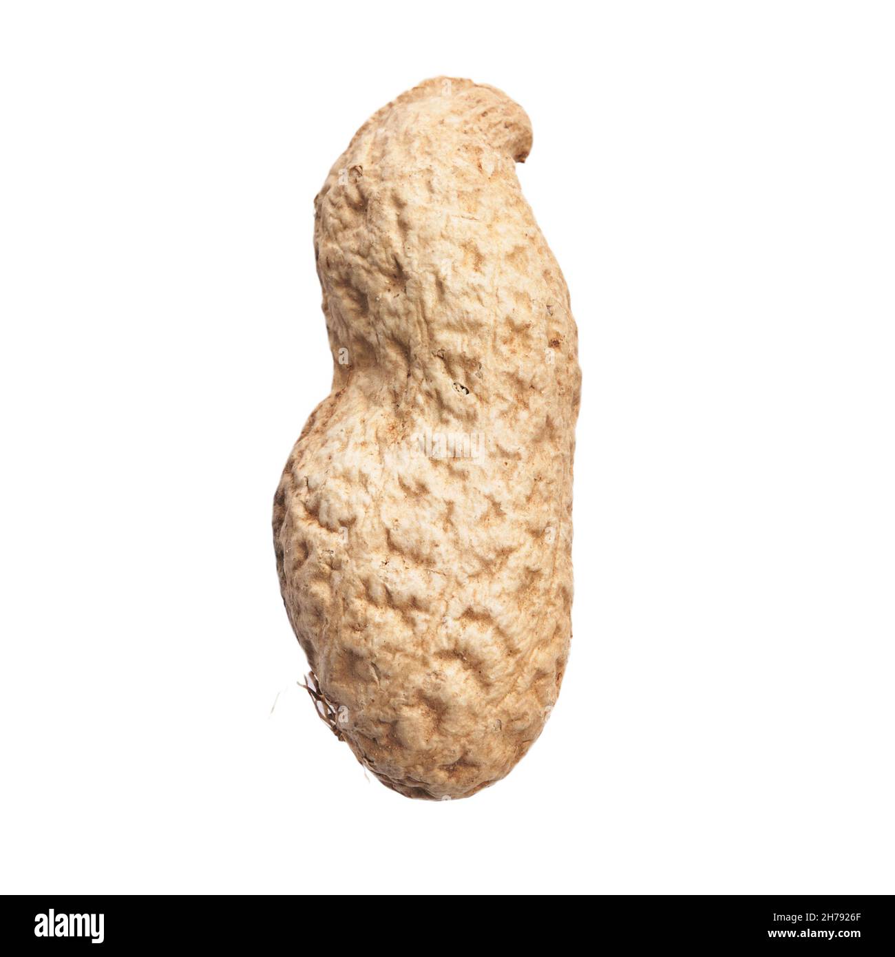 Single peanut with shell isolated on a white background Stock Photo - Alamy