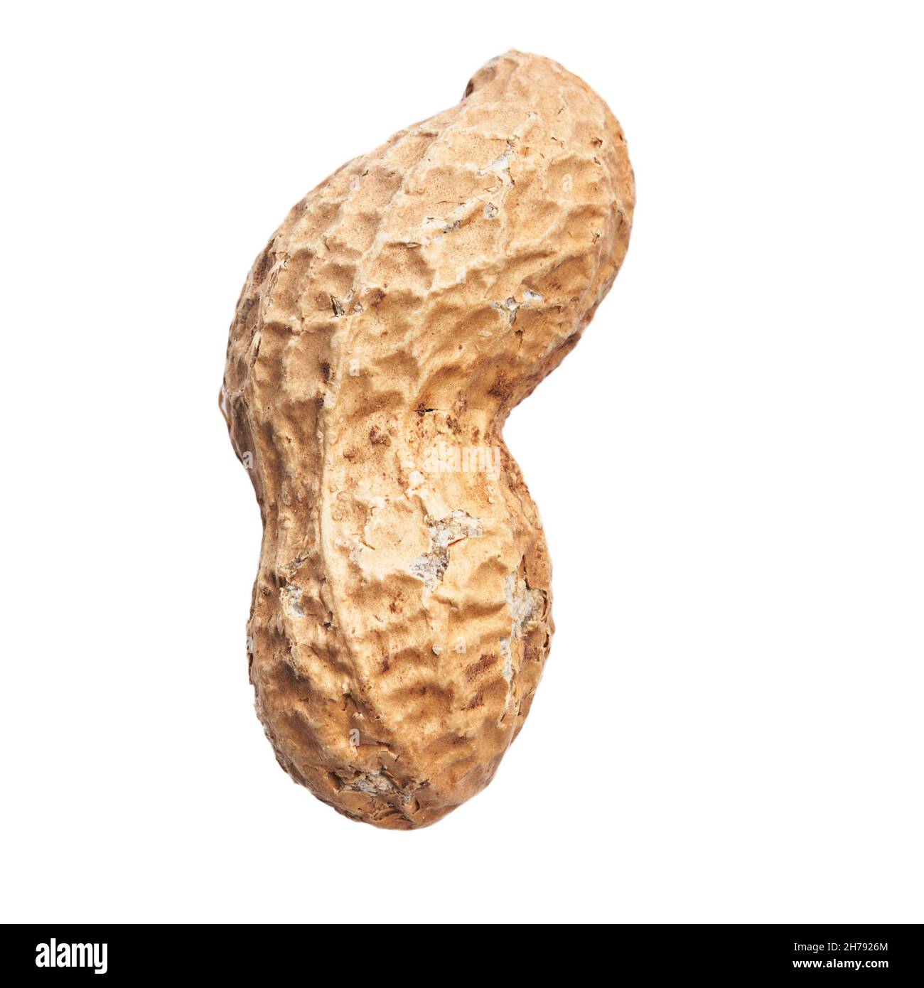 Single peanut with shell isolated on a white background Stock Photo - Alamy