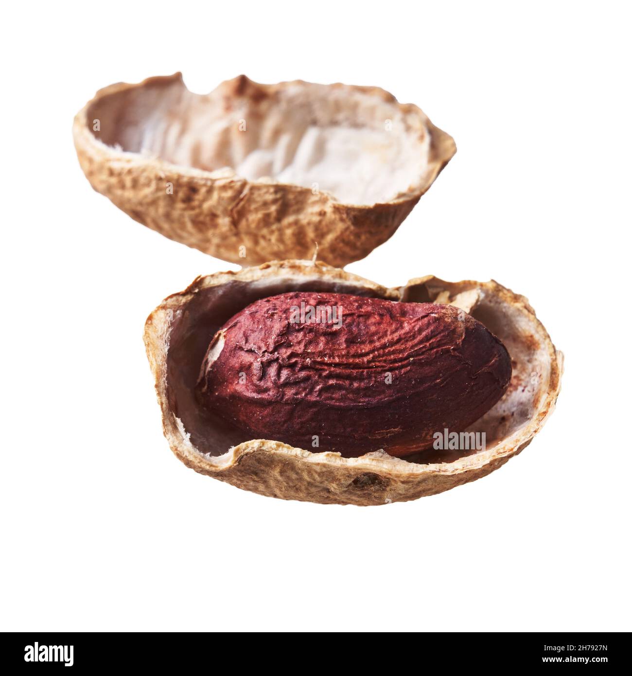Middle shell with peanut isolated on a white background Stock Photo - Alamy