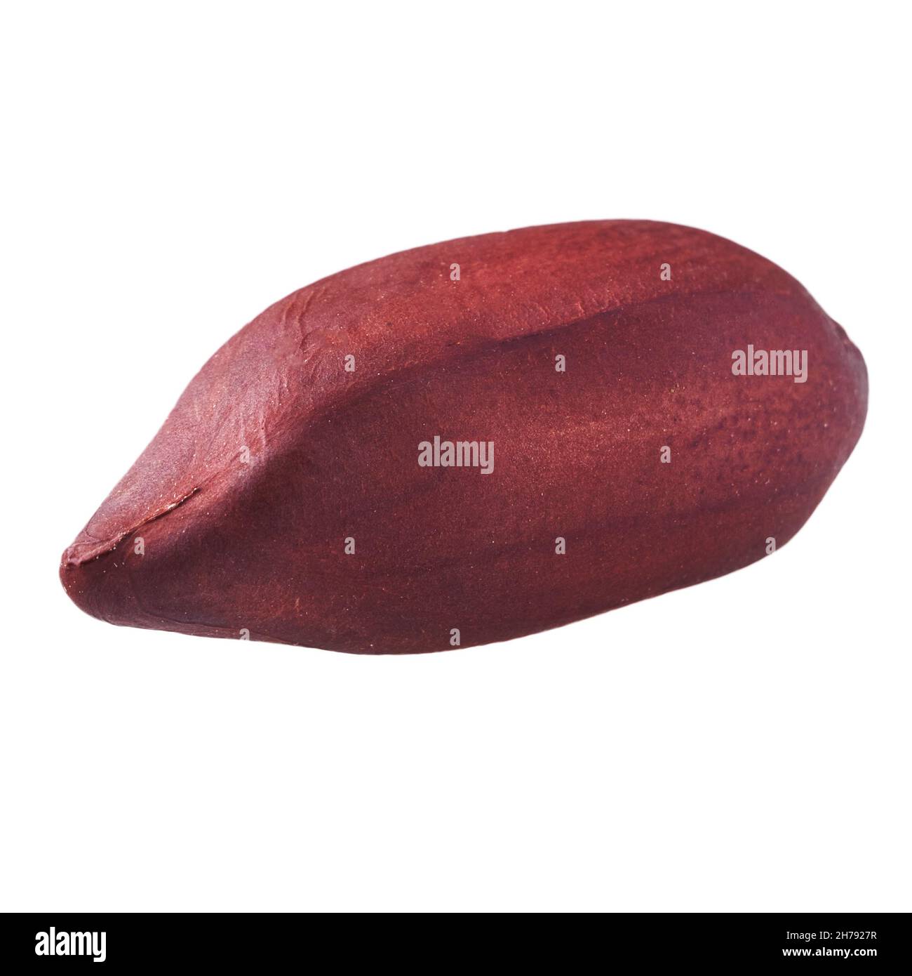 Single peanut isolated on a white background Stock Photo - Alamy
