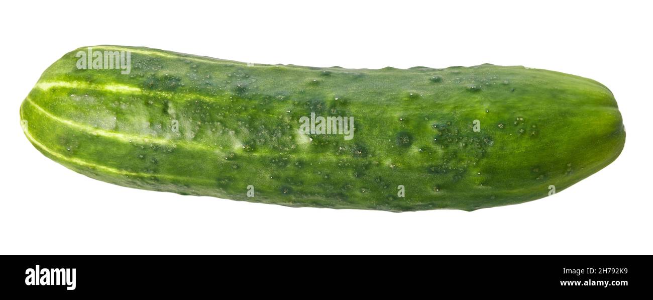 Single cucumber isolated on a white background Stock Photo - Alamy
