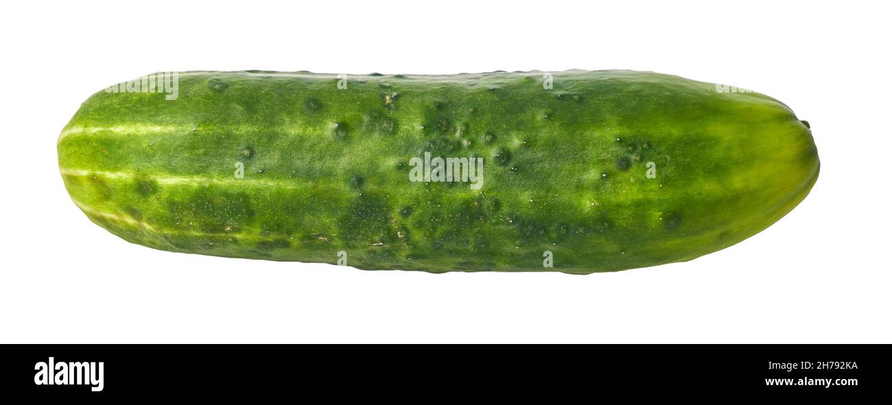 Single cucumber isolated on a white background Stock Photo - Alamy