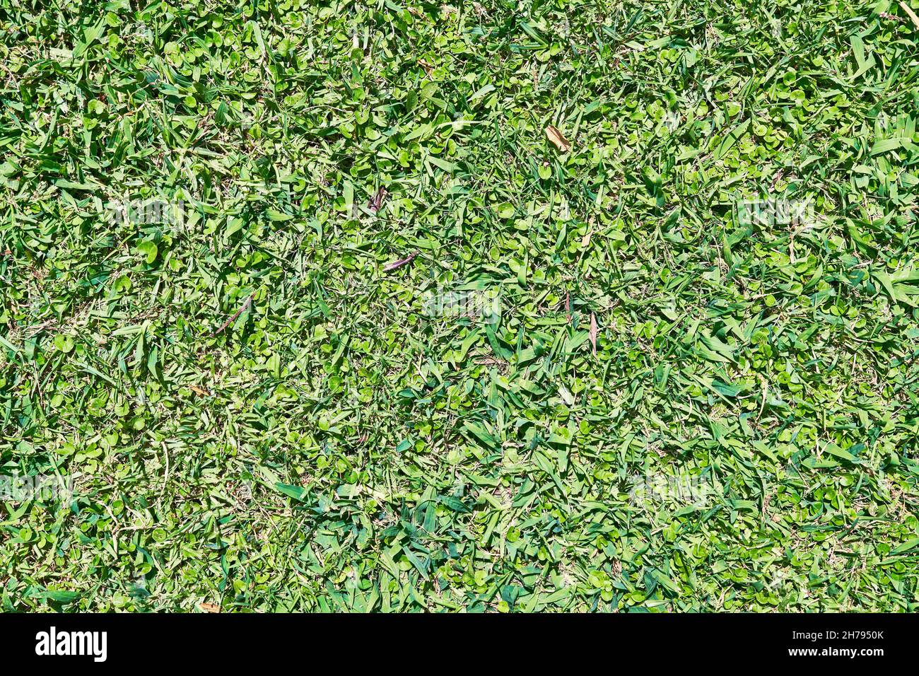 Beautiful grass texture image Stock Photo - Alamy