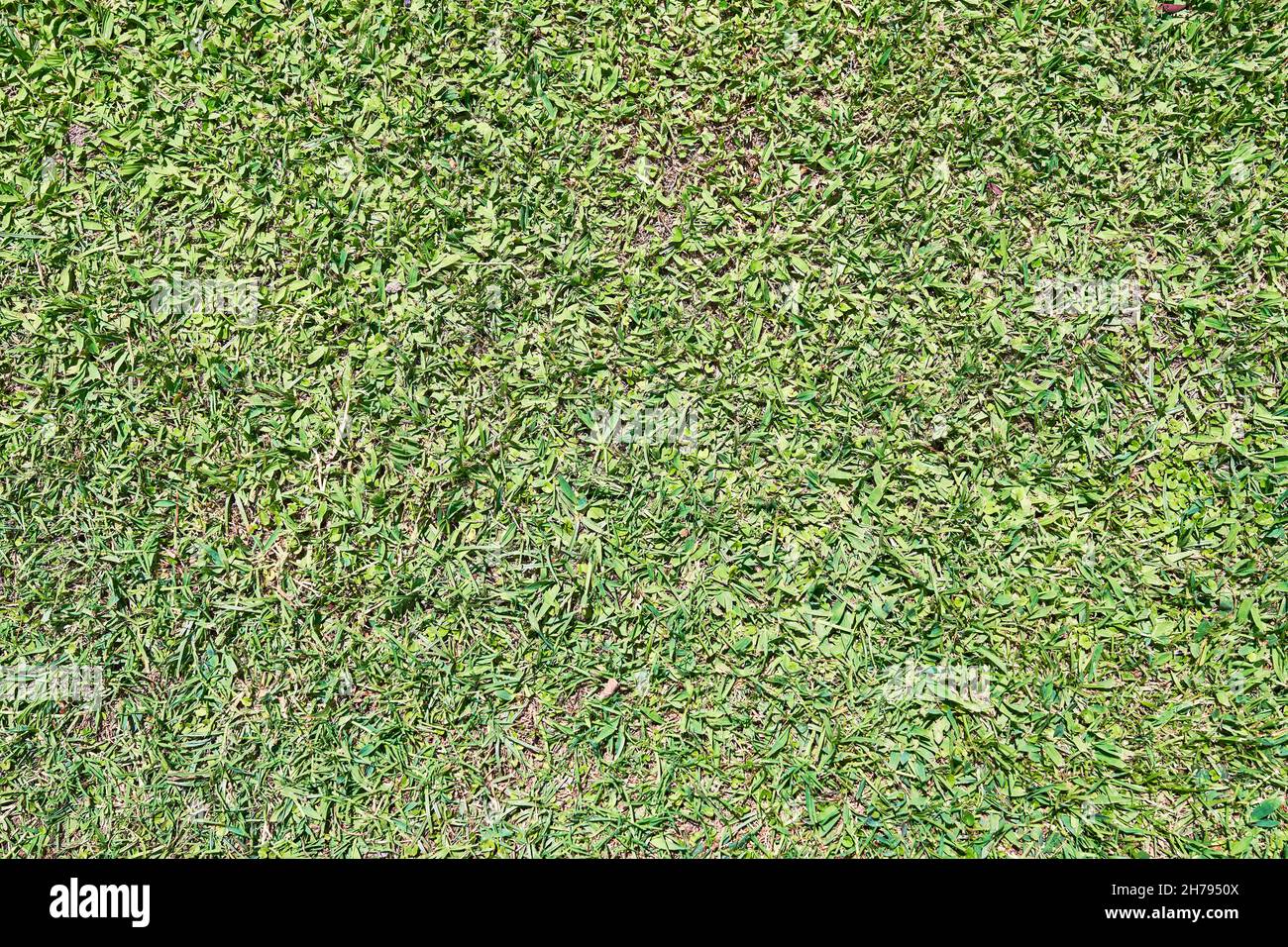 Beautiful grass texture image Stock Photo - Alamy