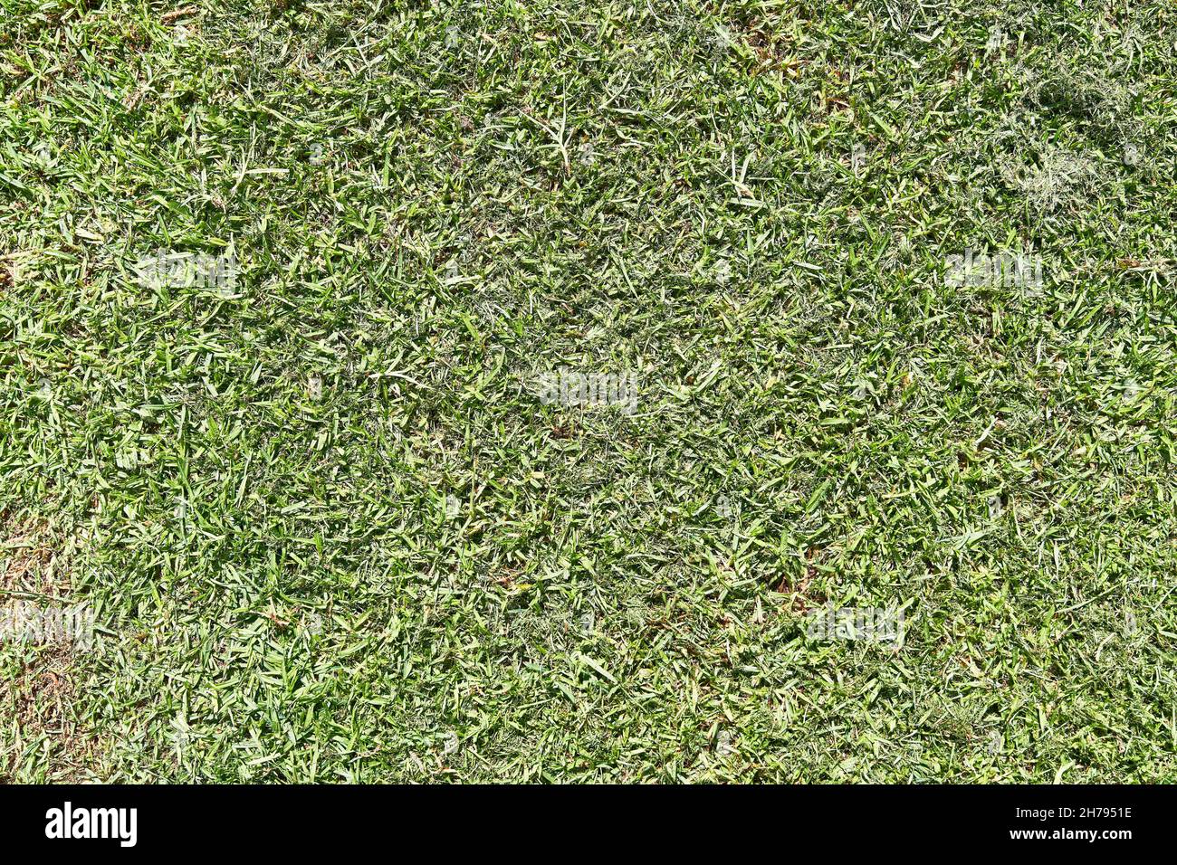 Beautiful grass texture image Stock Photo - Alamy