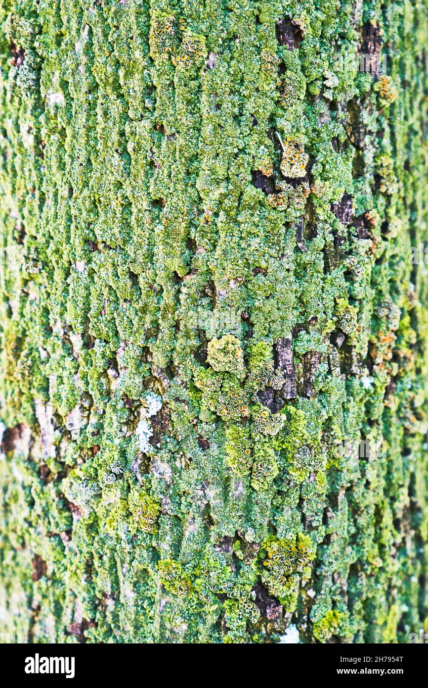 Beautiful tree bark texture image Stock Photo - Alamy