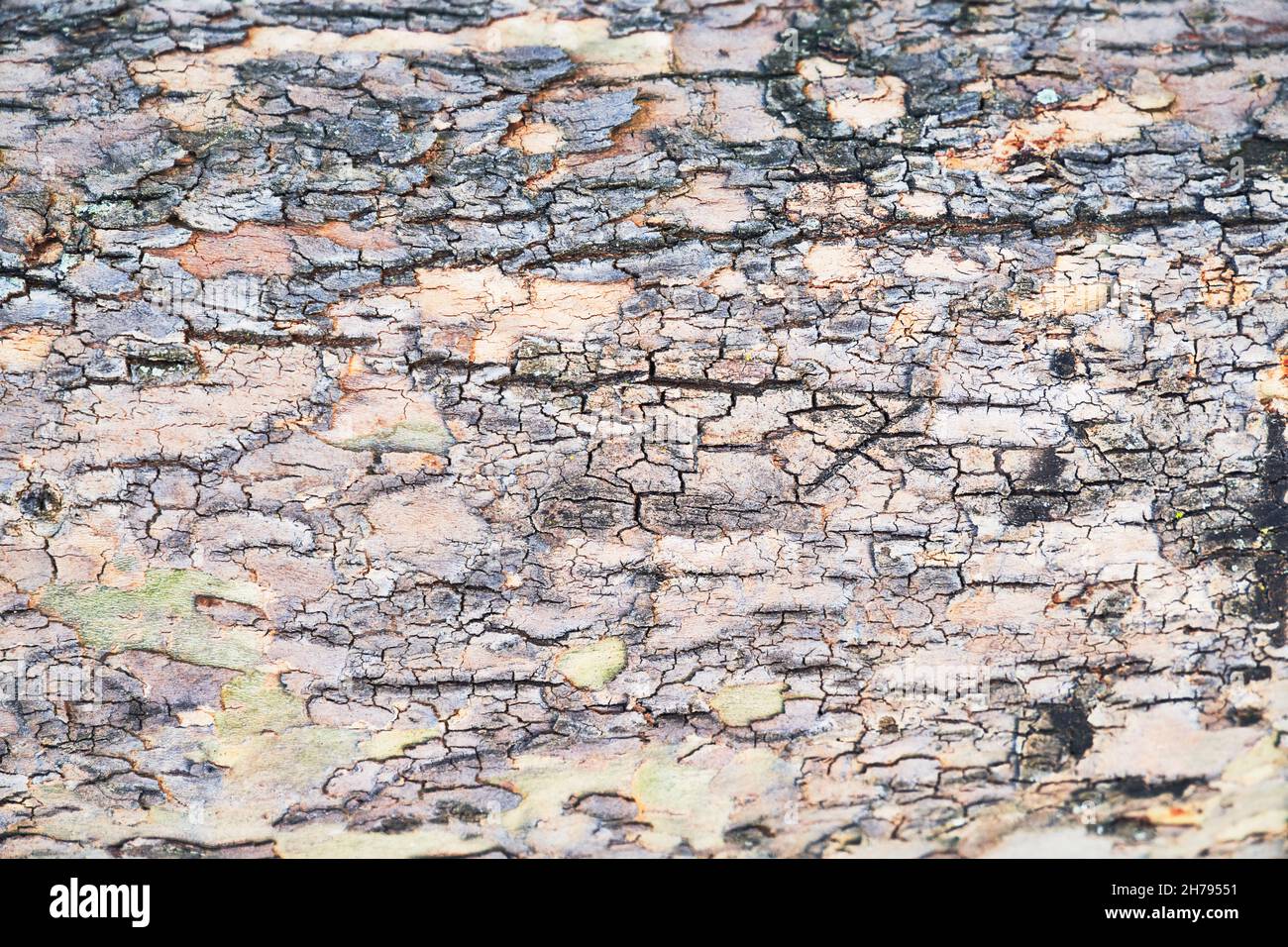 Beautiful tree bark texture image Stock Photo - Alamy
