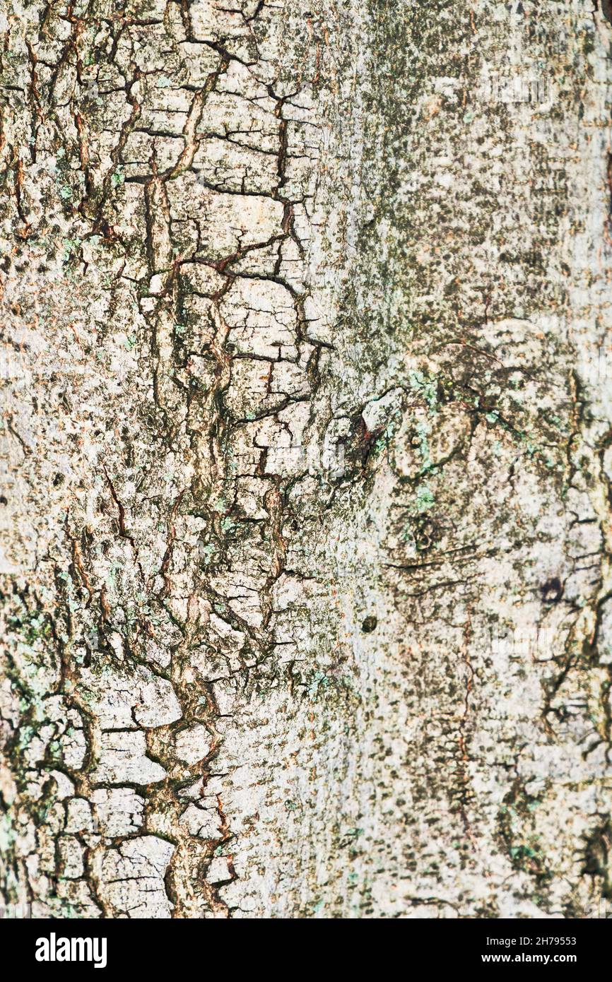 Beautiful tree bark texture image Stock Photo - Alamy
