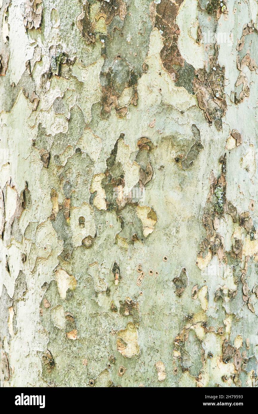 Beautiful tree bark texture image Stock Photo - Alamy