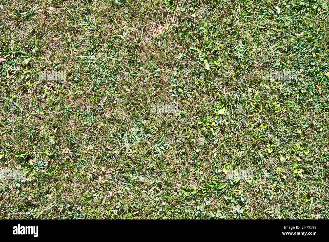 Beautiful grass texture image Stock Photo - Alamy