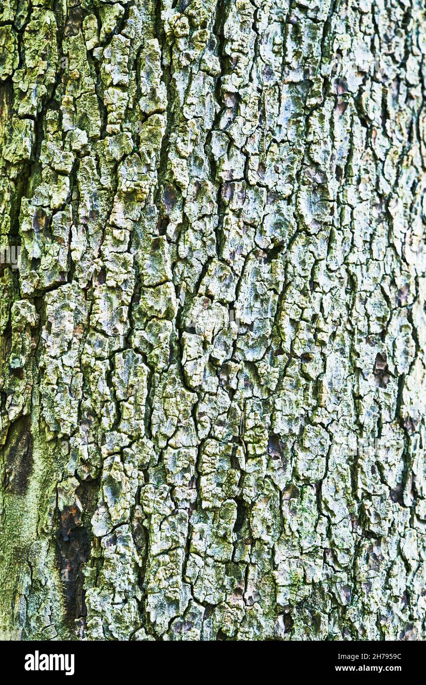 Beautiful tree bark texture image Stock Photo - Alamy