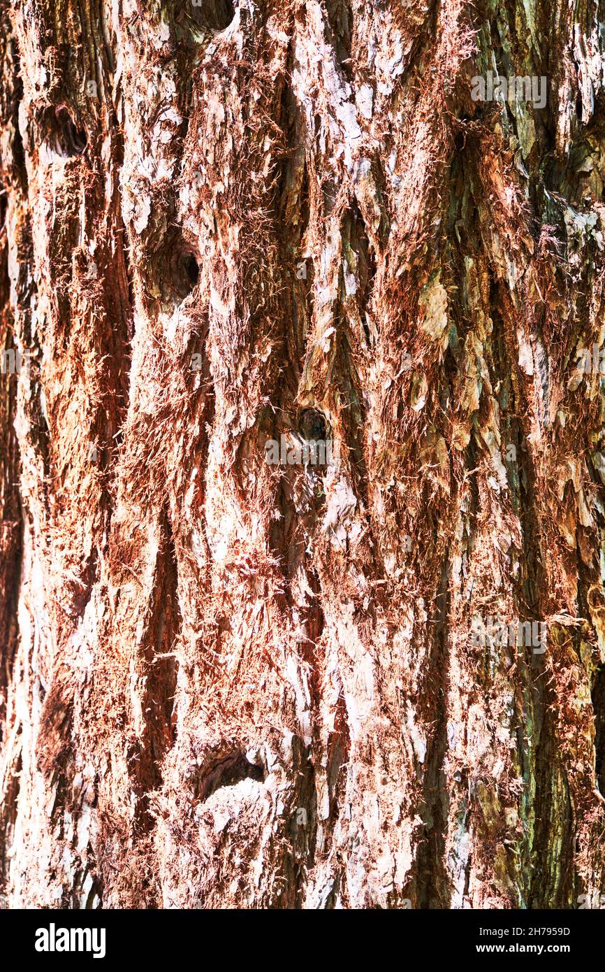 Beautiful tree bark texture image Stock Photo - Alamy