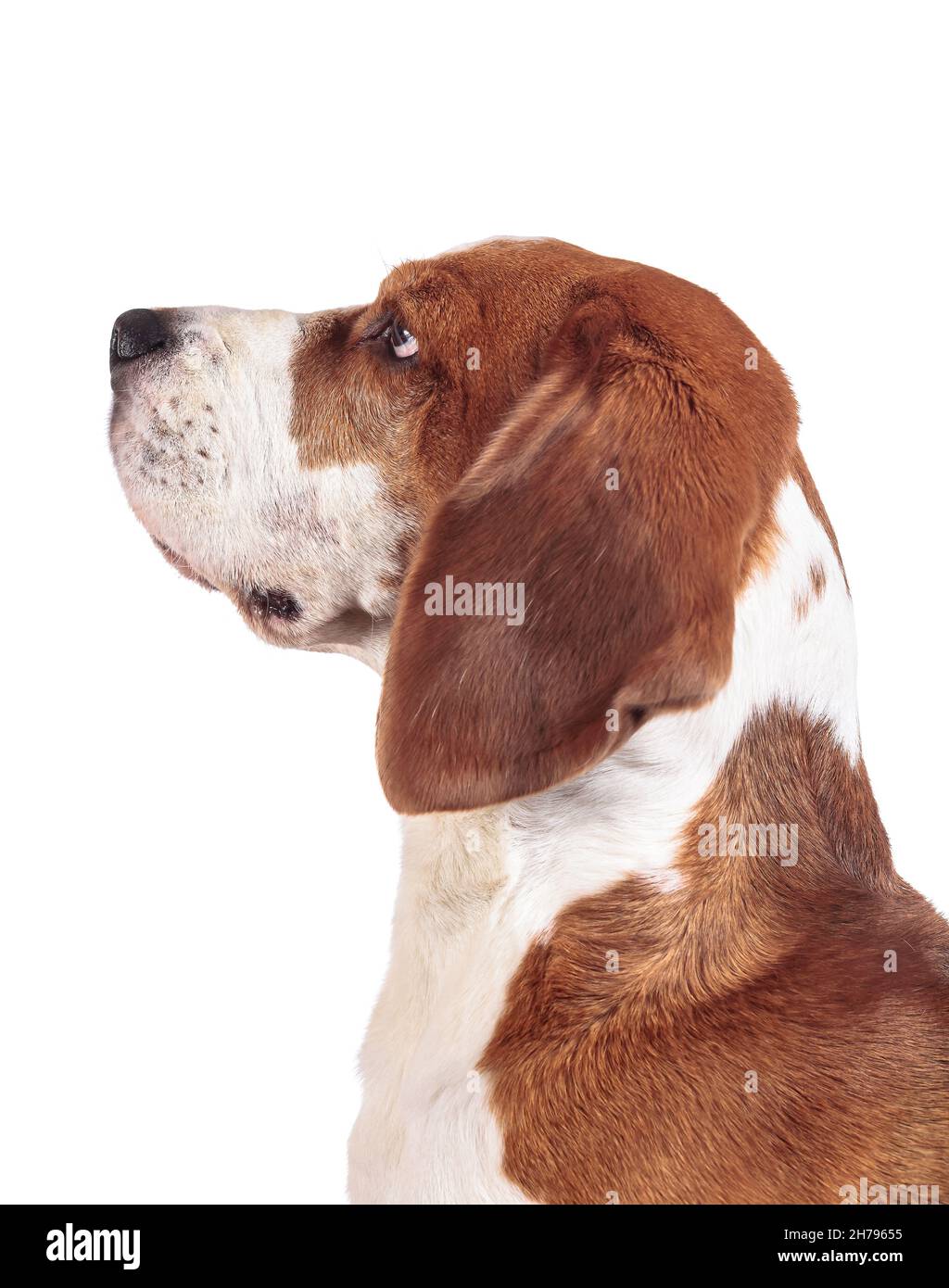 Beagle head isolated on a white background Stock Photo - Alamy