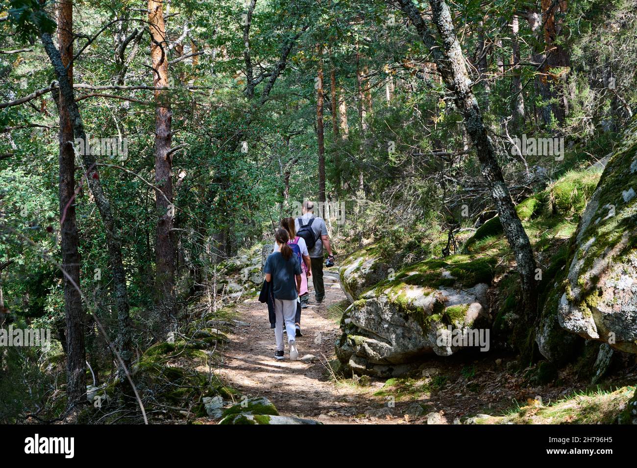 A group of hikers walking in the forest in spring Stock Photo - Alamy