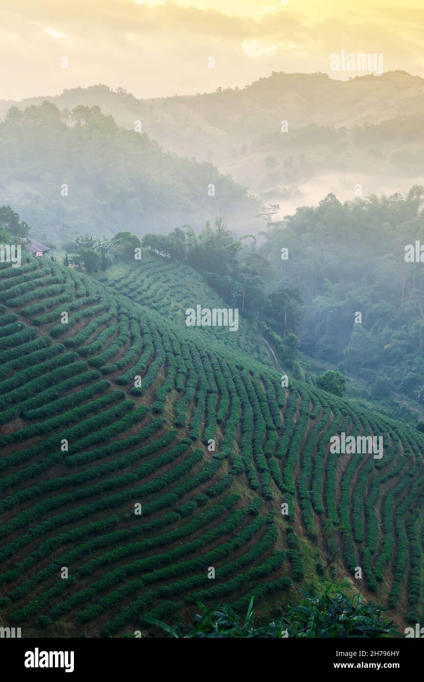 Plantation agriculture hi-res stock photography and images - Alamy