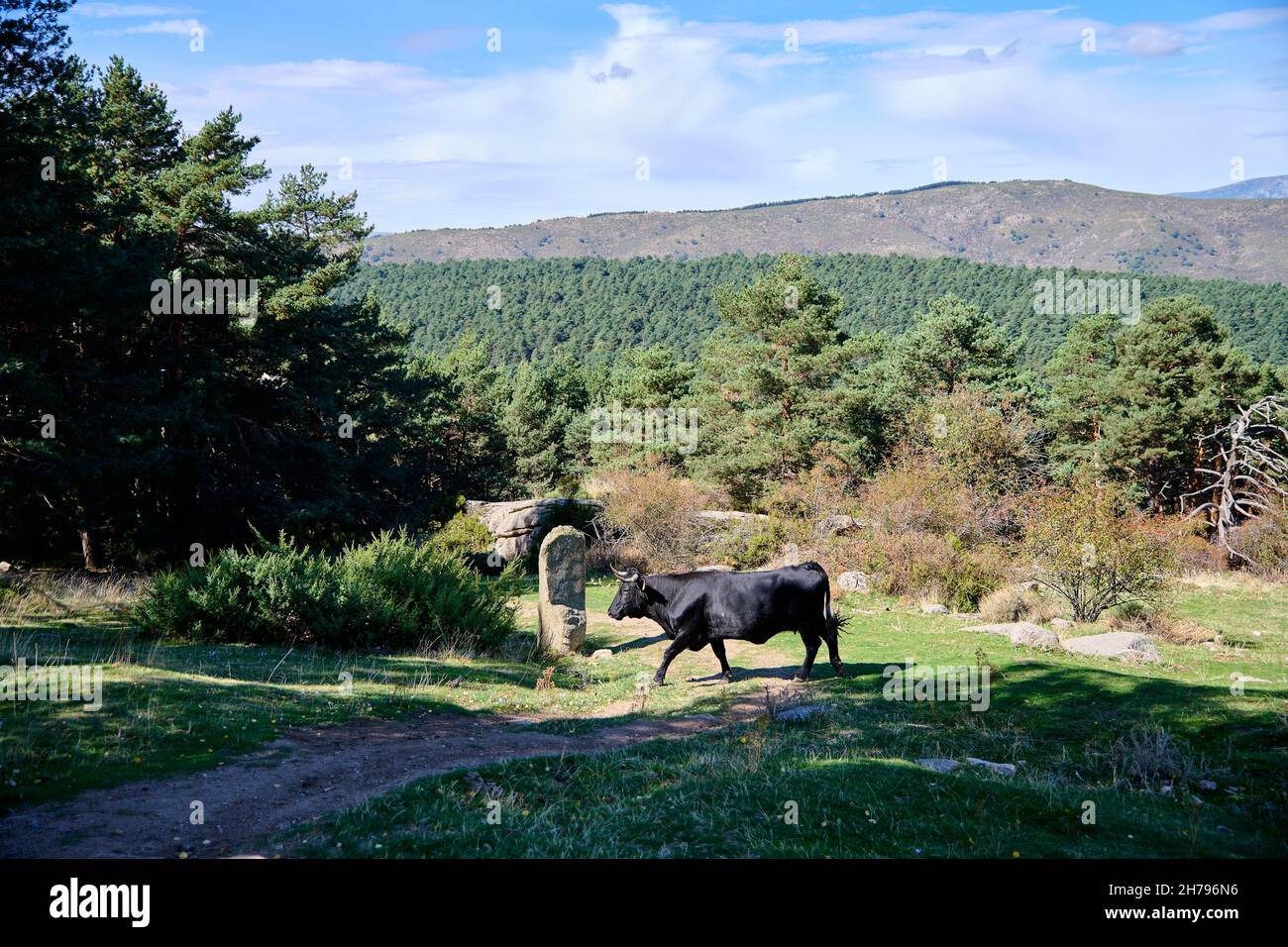 Black bull running on hi-res stock photography and images - Alamy