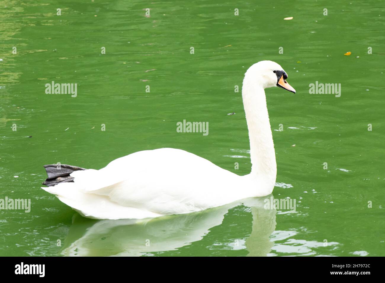 White color swan swimming in green lake background Stock Photo - Alamy