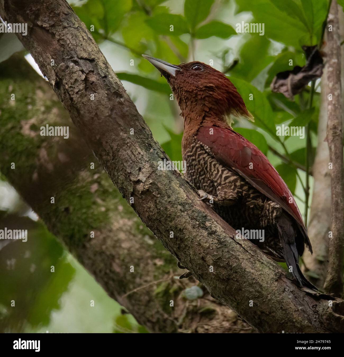A selective focus of the chestnut-colored woodpecker perching on the ...
