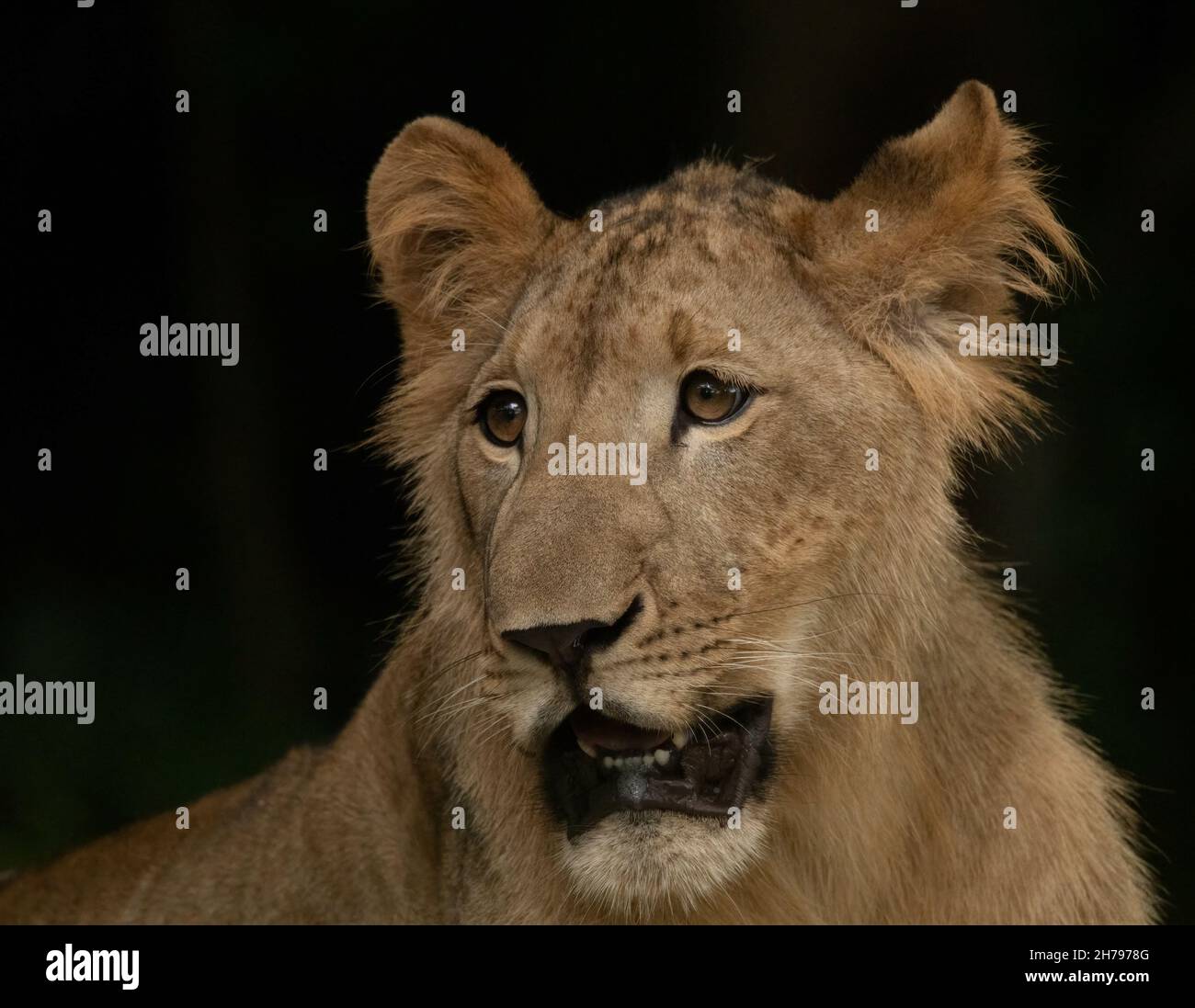The furry vicious big lioness in the zoo Stock Photo - Alamy