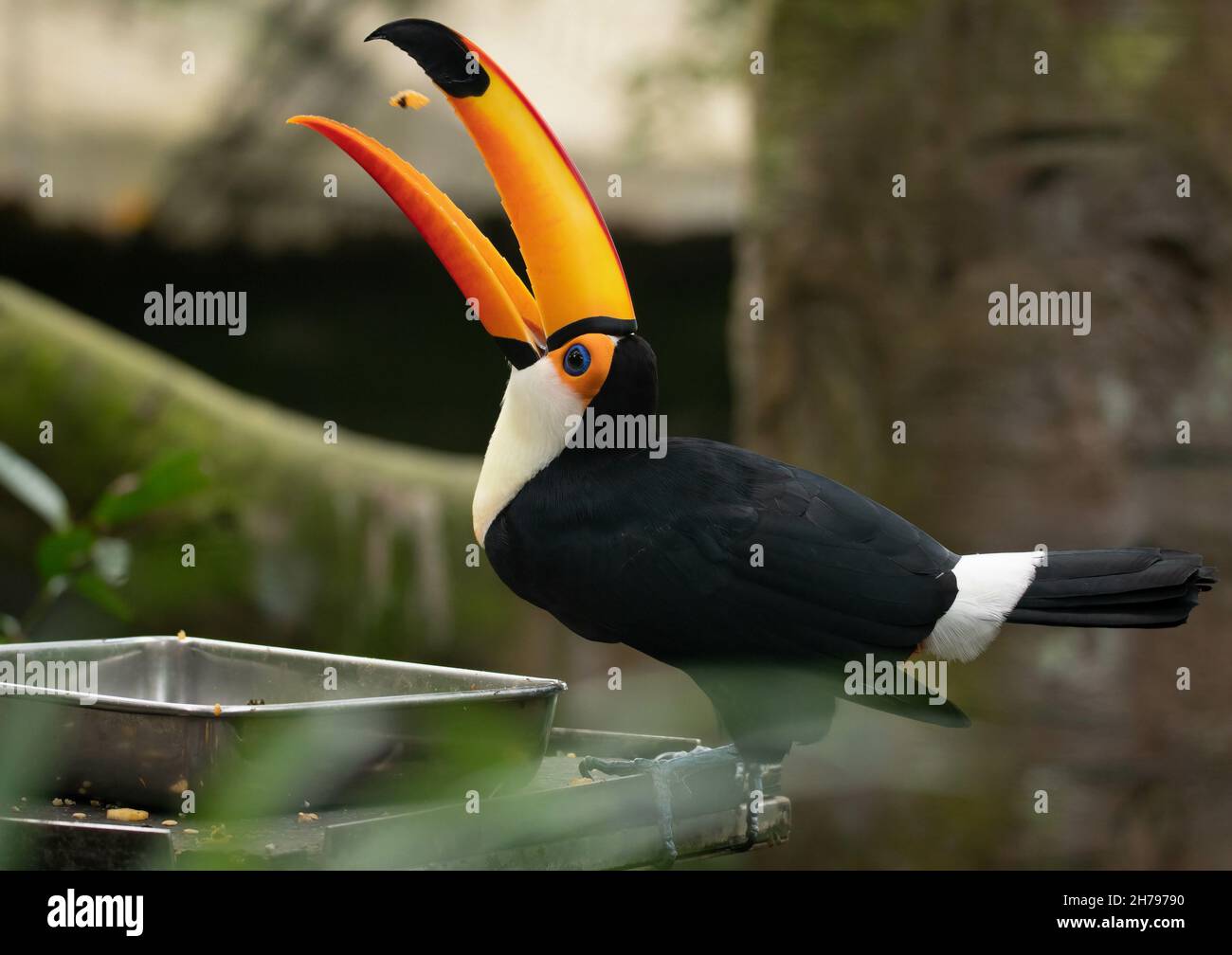 A selective focus of the Big toucan eating food in the zoo Stock Photo ...