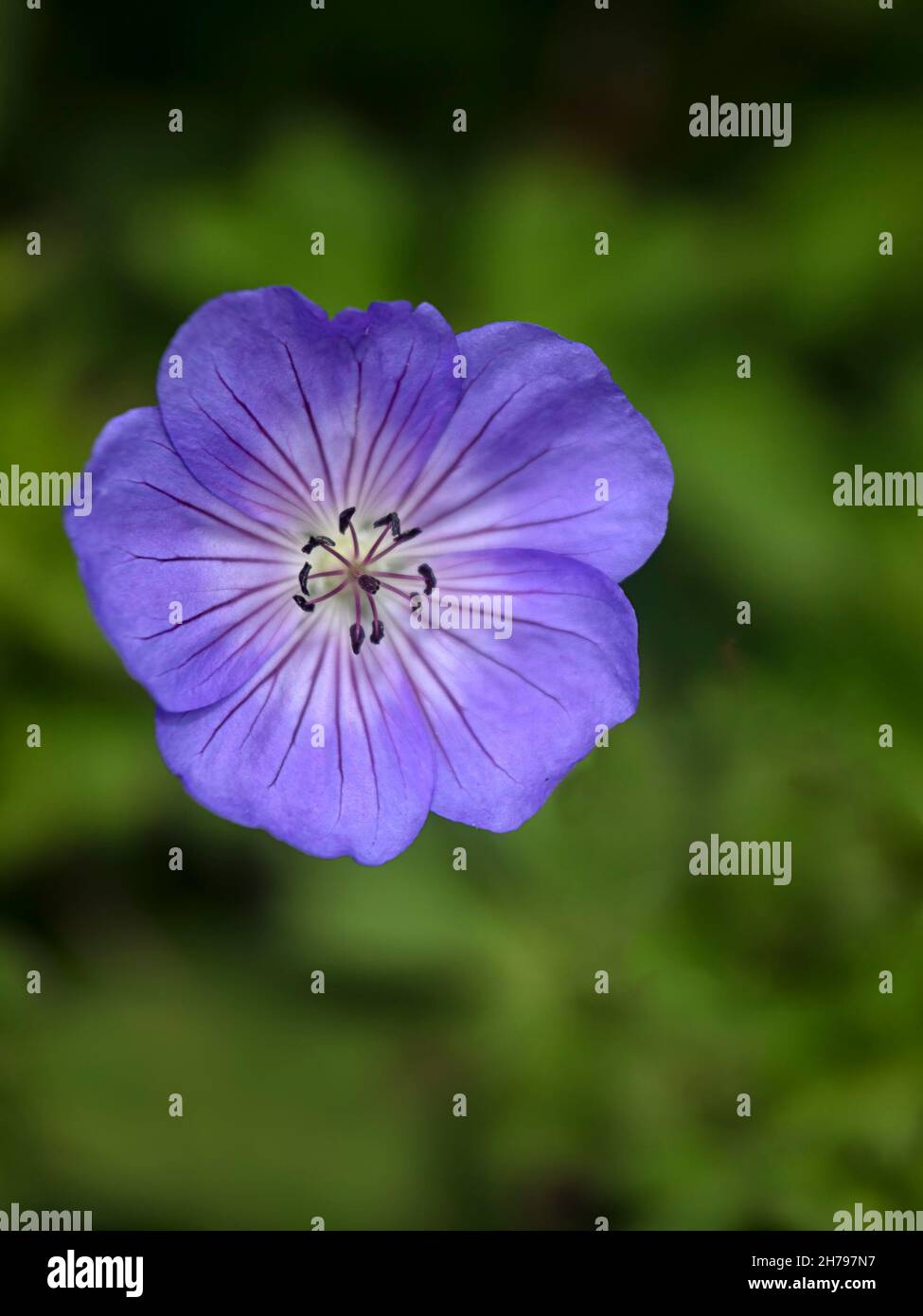 Close up of single flower of Geranium Rozanne isolated against green ...