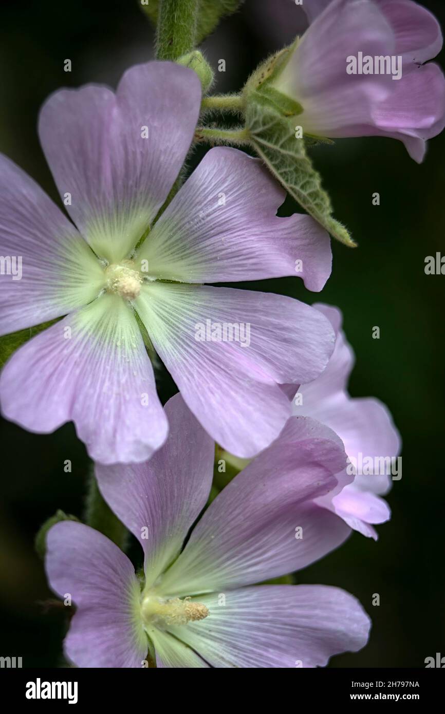 Close up of flowers of Alcea pallida against a dark background Stock ...