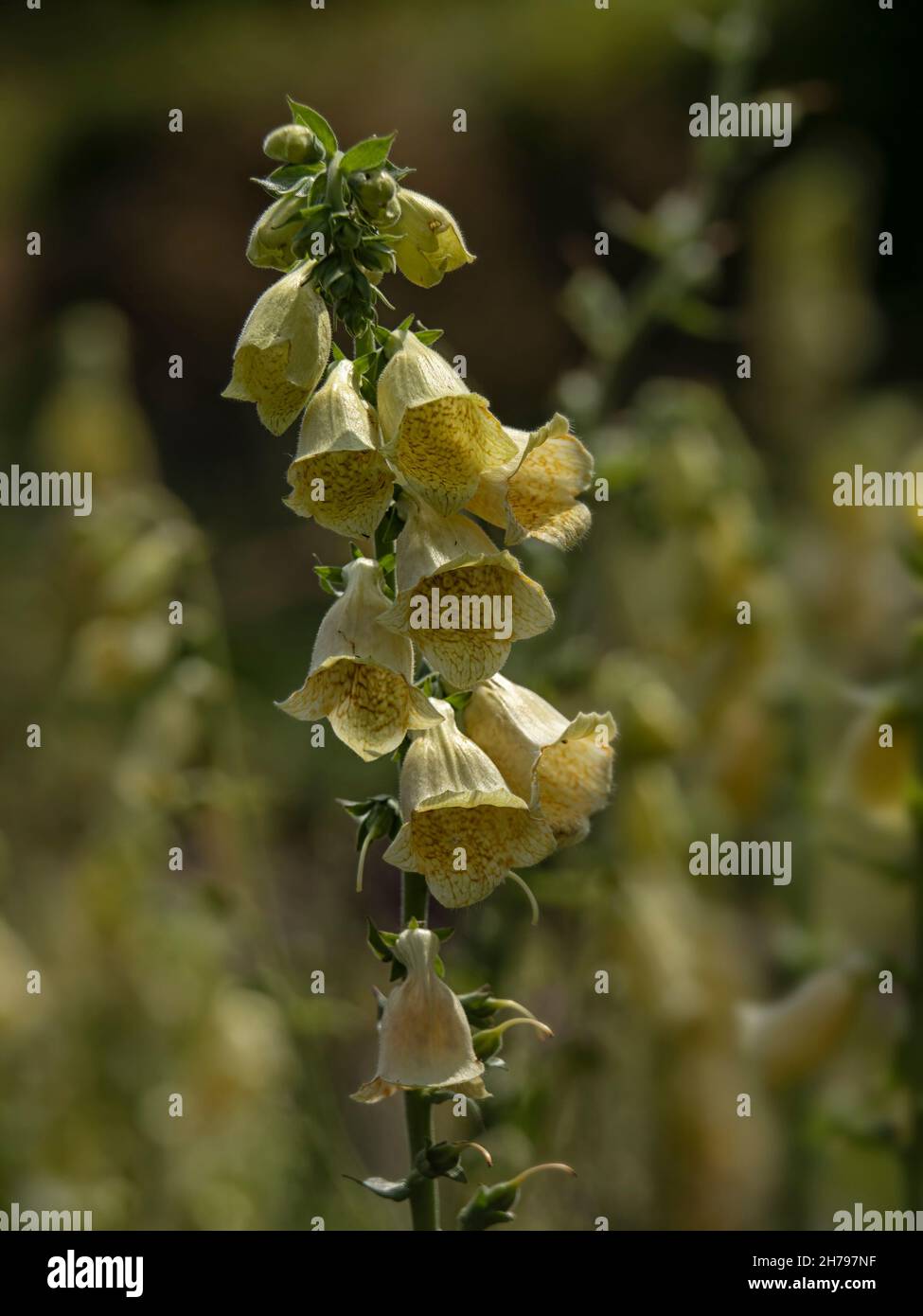 Digitalis grandiflora yellow foxglove hi-res stock photography and ...