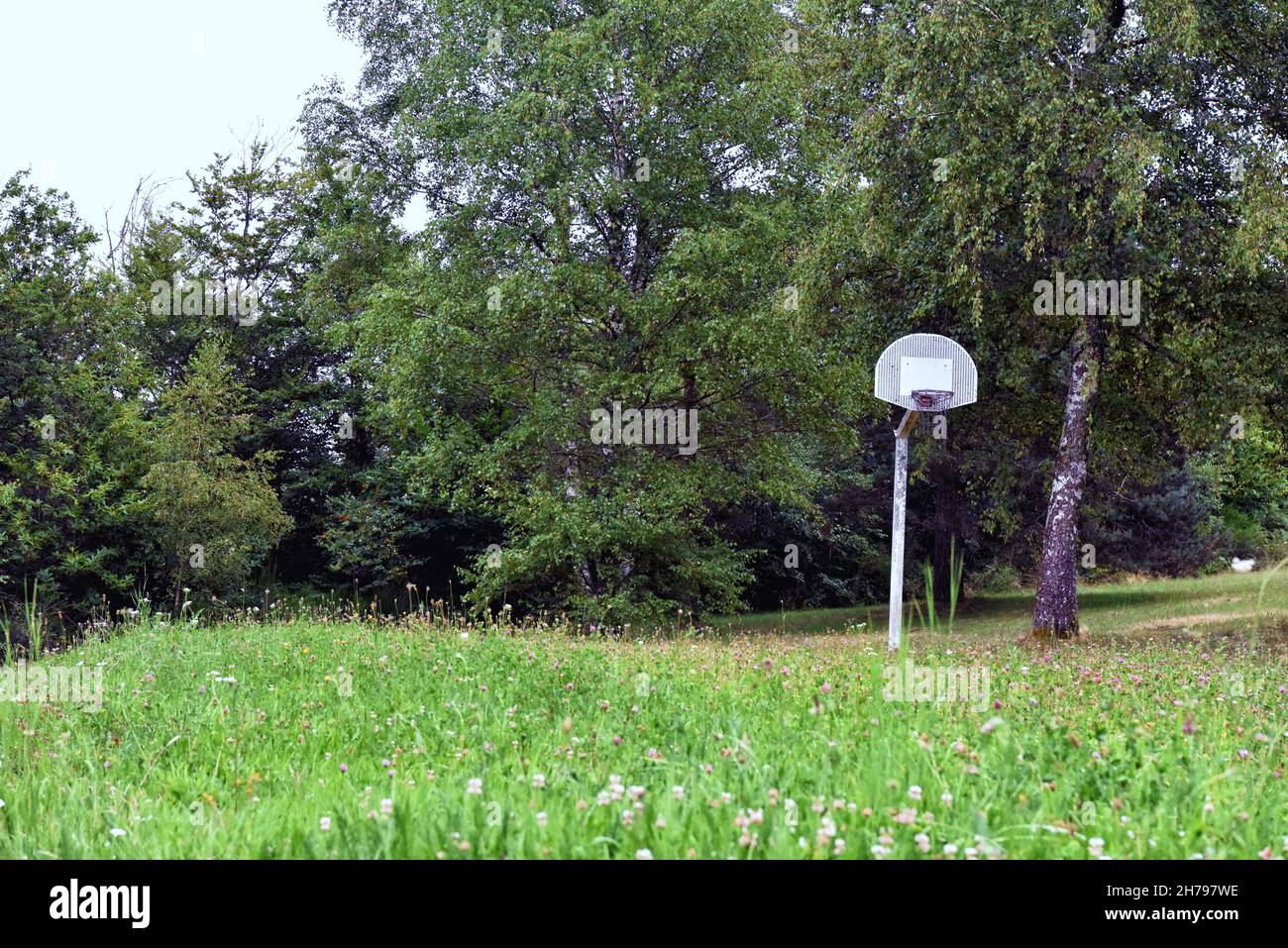 Beautiful view of a basketball hoop in a field between dense forest ...