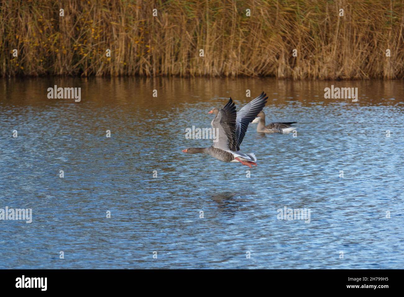 a greylag goose flies close above the water surface of a lake Stock ...