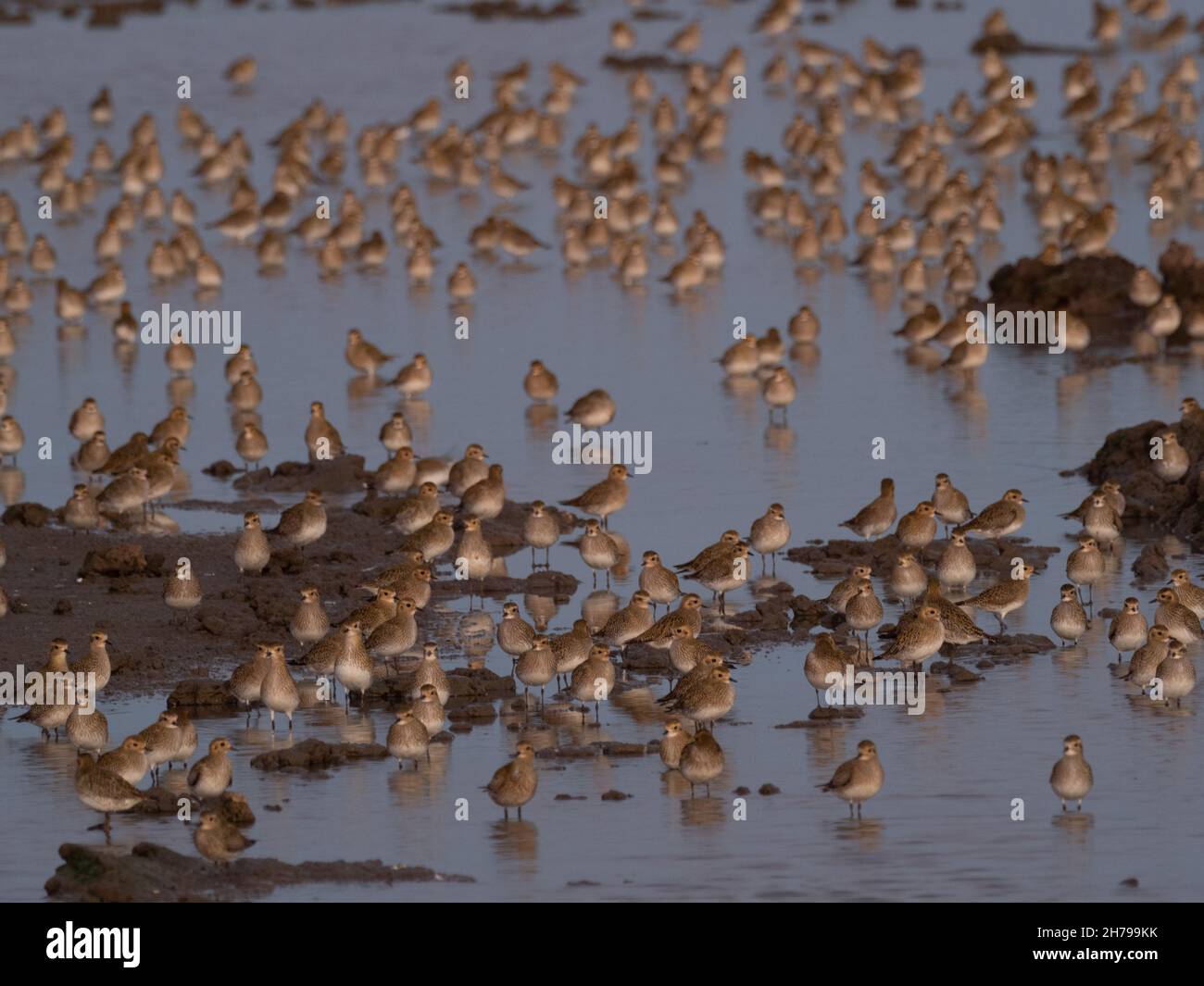 Golden Plover Flock Stock Photo - Alamy